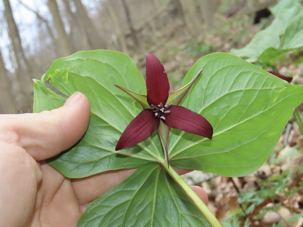 red trillium in April 2024 by Josh Emm · iNaturalist