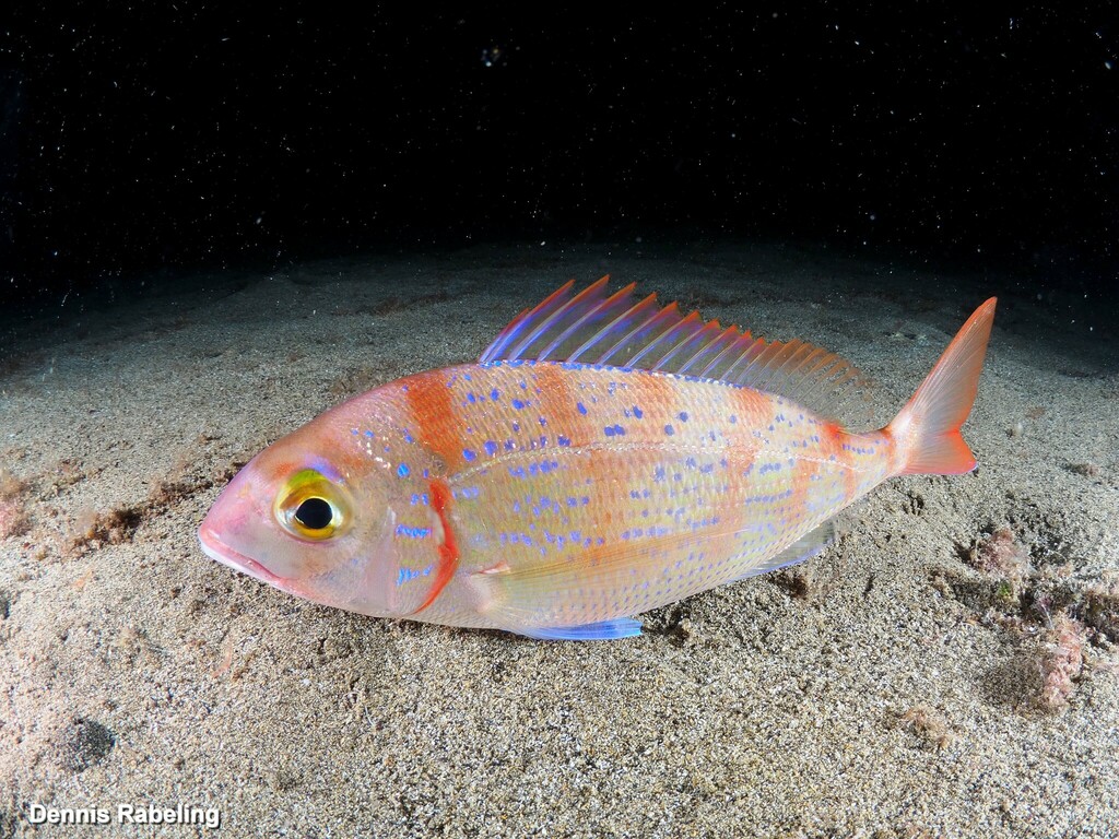 Common Pandora from Las Palmas, ES-CN, ES on April 10, 2024 at 08:27 PM ...