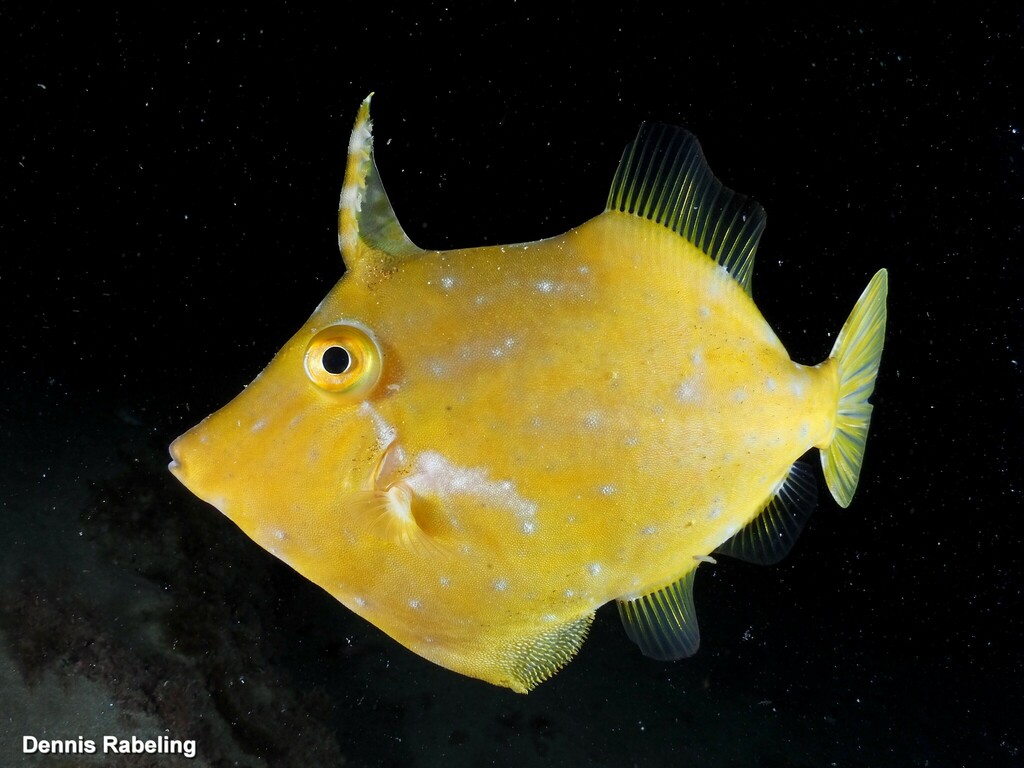 Planehead Filefish (Stephanolepis hispida) - Marine Life Identification