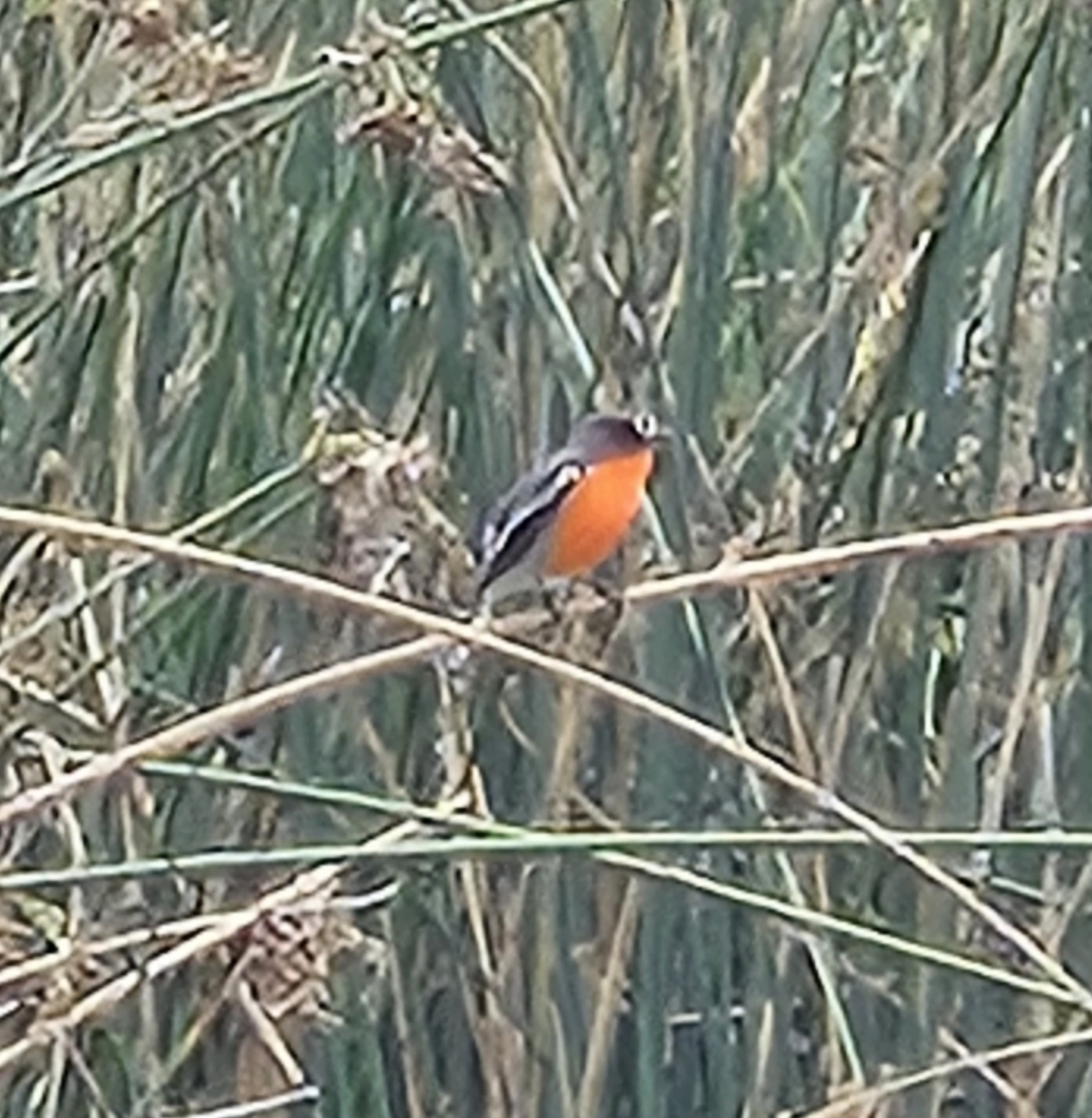 Flame Robin from Casey - South, AU-VI, AU on April 11, 2024 at 12:13 PM ...
