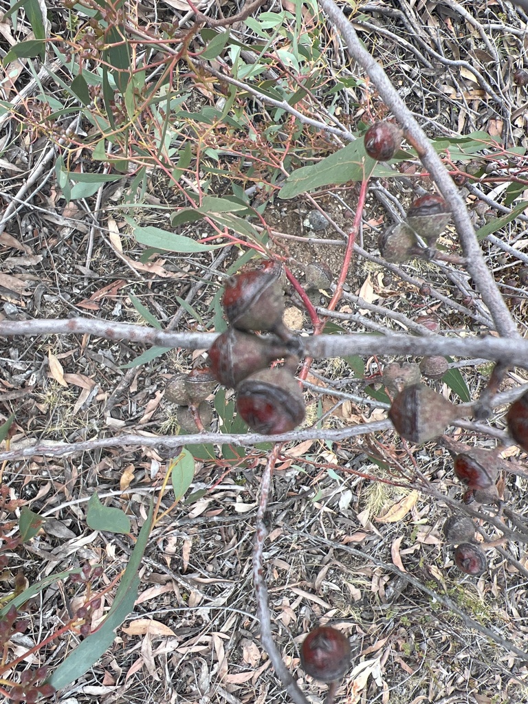 Red Stringybark from Kara Kara Ward, Dalyenong, VIC, AU on April 11 ...