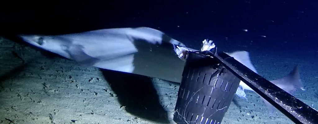 Birdbeak Dogfish on April 4, 2024 at 07:17 PM by jgrimshaw. 800m water ...