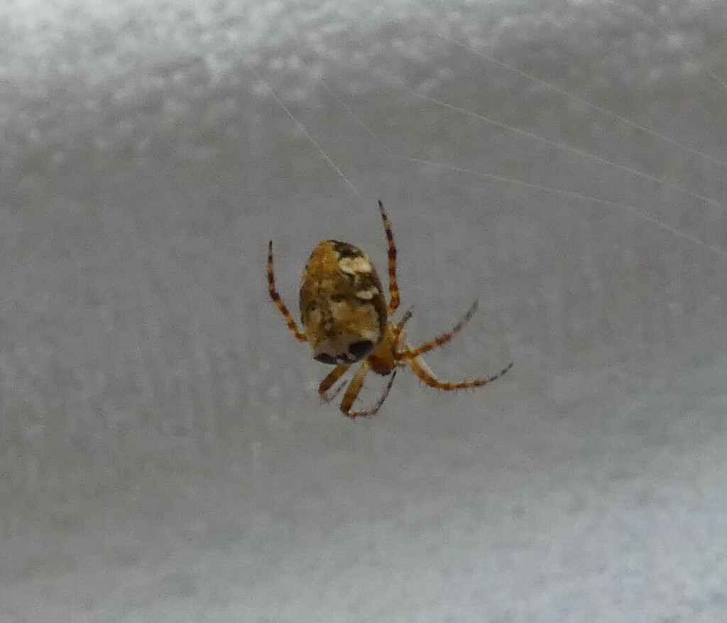 Eastern Bush Orbweaver from Boyd Park, Murrumbeena Victoria on April 11 ...