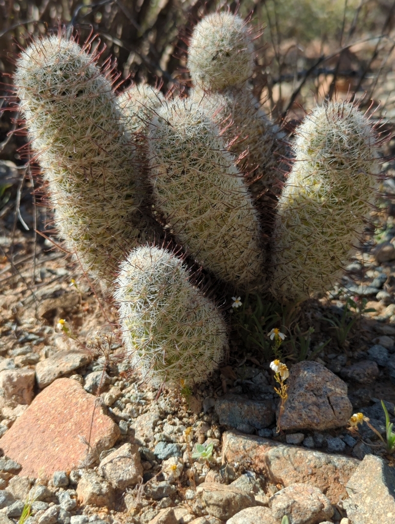Graham's nipple cactus from Organ Pipe Cactus National Monument, Pima ...