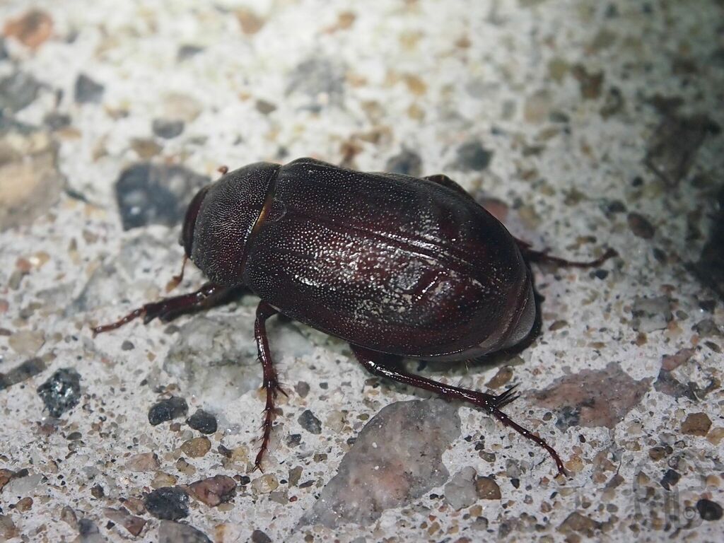 Sophrops from Sui Lau Tin, Hong Kong on April 10, 2024 at 10:25 PM by ...