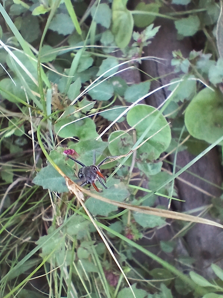 Australian Red Bull Ant from Eastern Creek NSW 2766, Australia on April ...