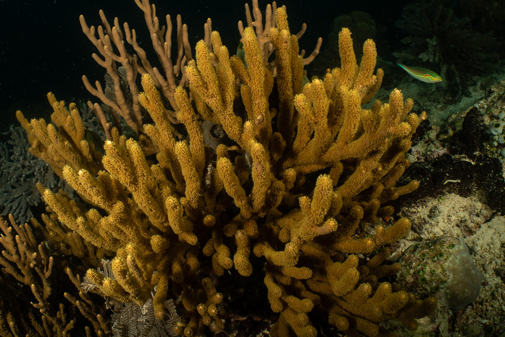 Isis hippuris from Minahasa Utara, Sulawesi Utara, Indonesien on March ...