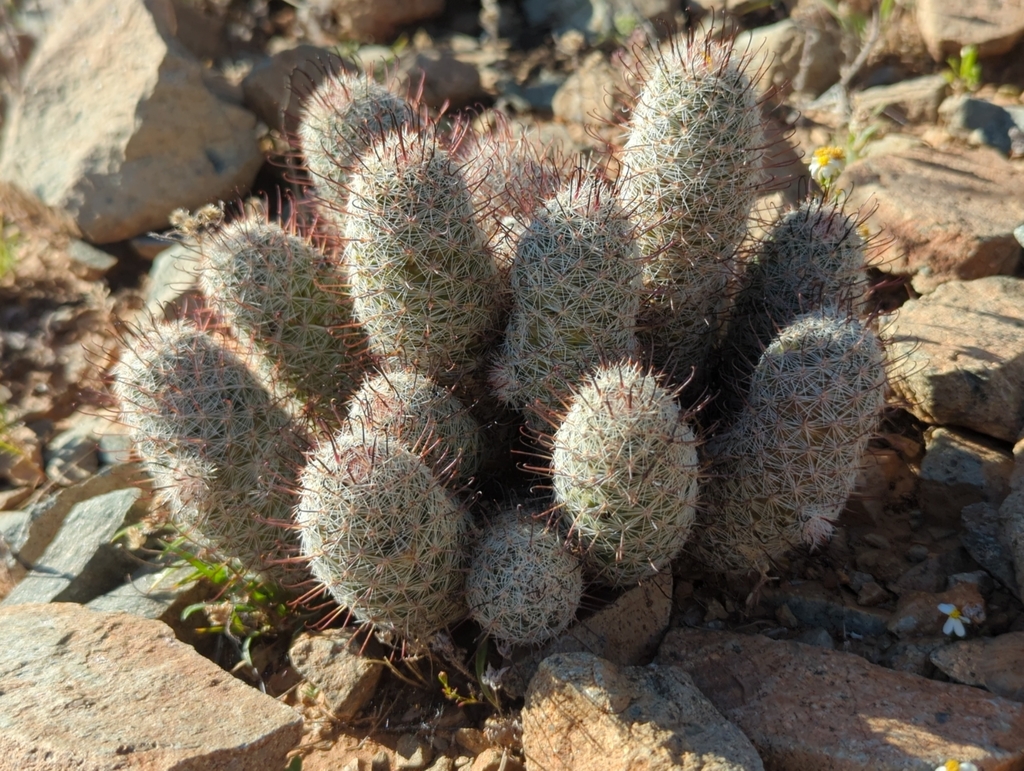 Graham's fishhook cactus from Ajo, AZ 85321, USA on April 10, 2024 at ...