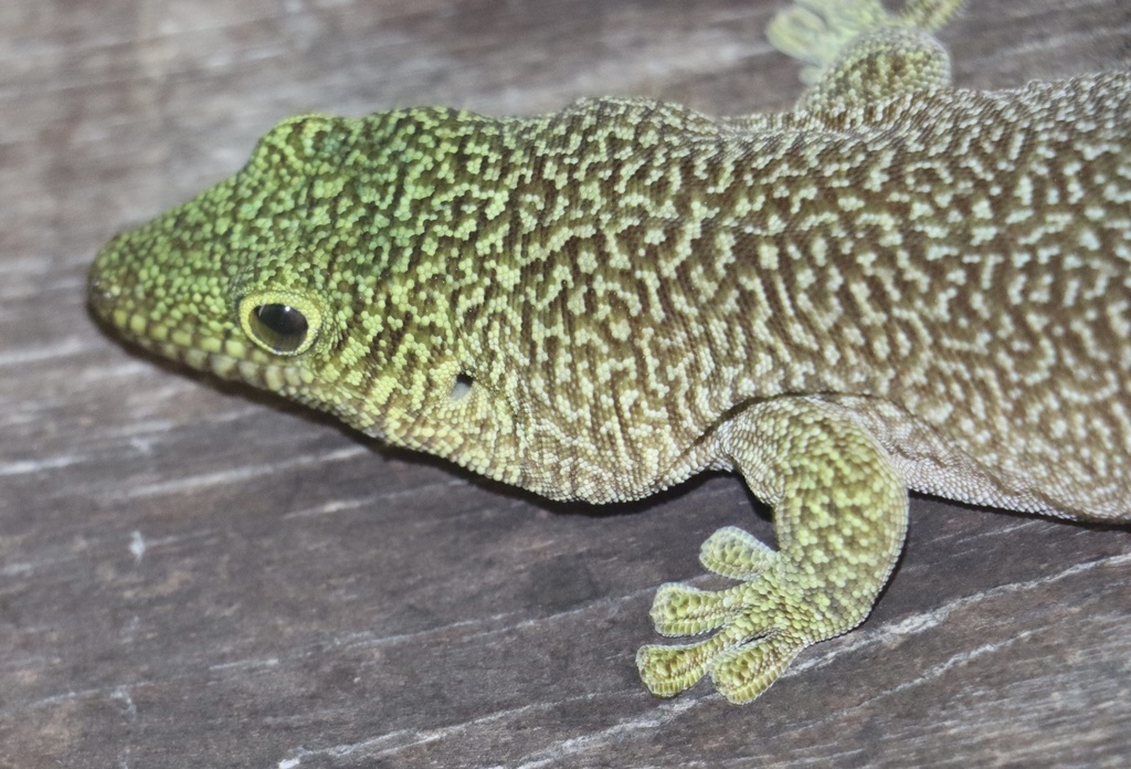 Banded Day Gecko in April 2024 by Joe Zito · iNaturalist