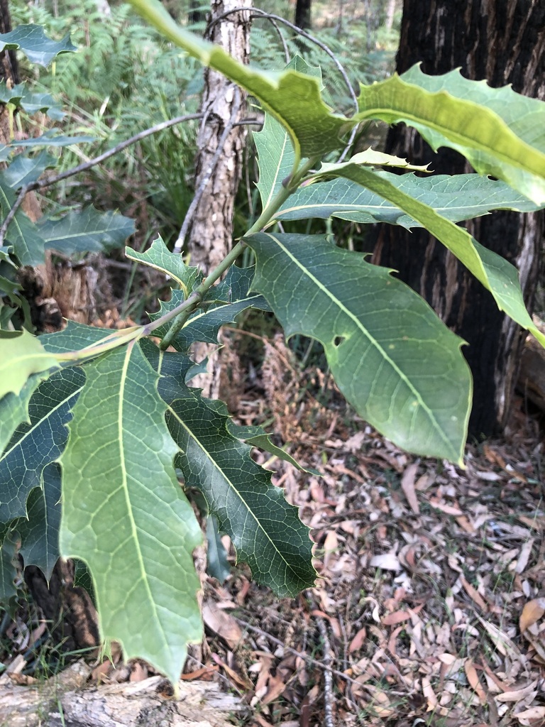 Woody Pear from Thirlmere Lakes National Park, NSW, Australia on April ...