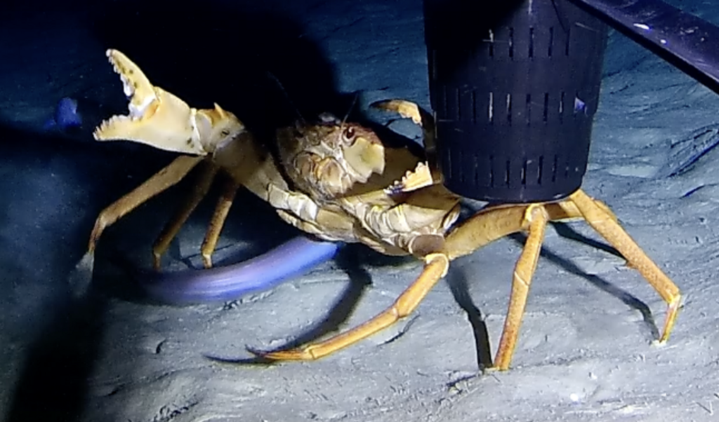 Chaceon bicolor from Northland, New Zealand on April 4, 2024 at 07:47 ...