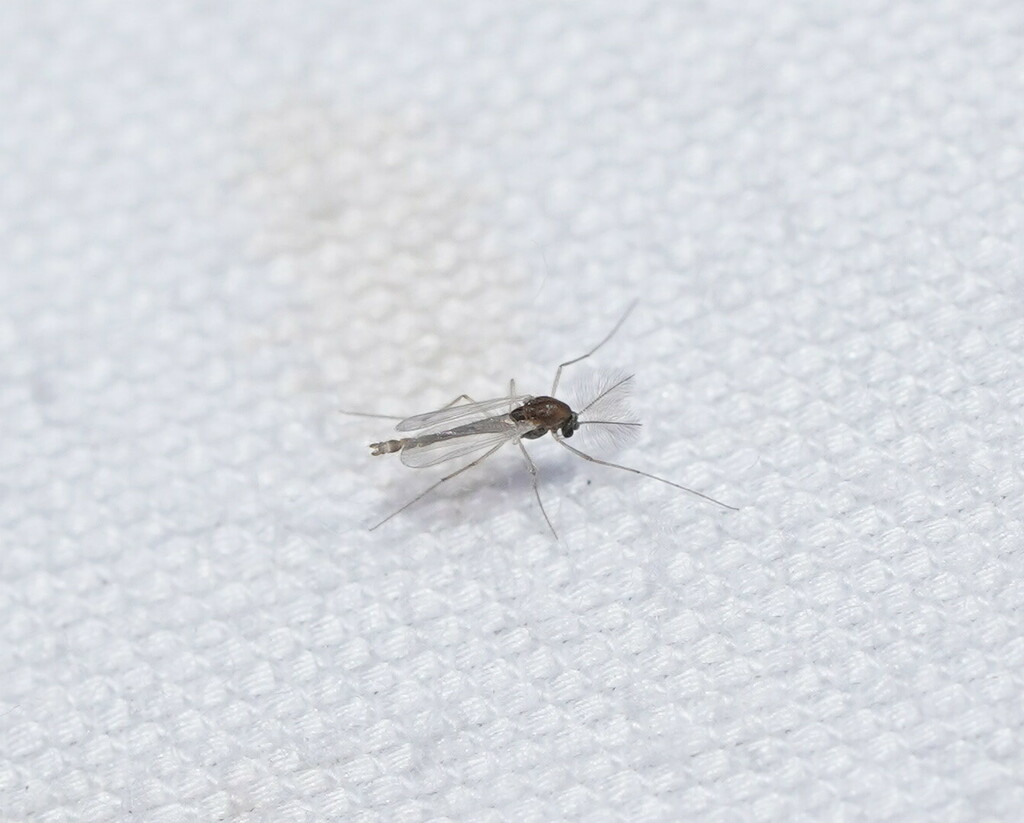 Non-biting Midges from Monbulk VIC 3793, Australia on April 9, 2024 at ...