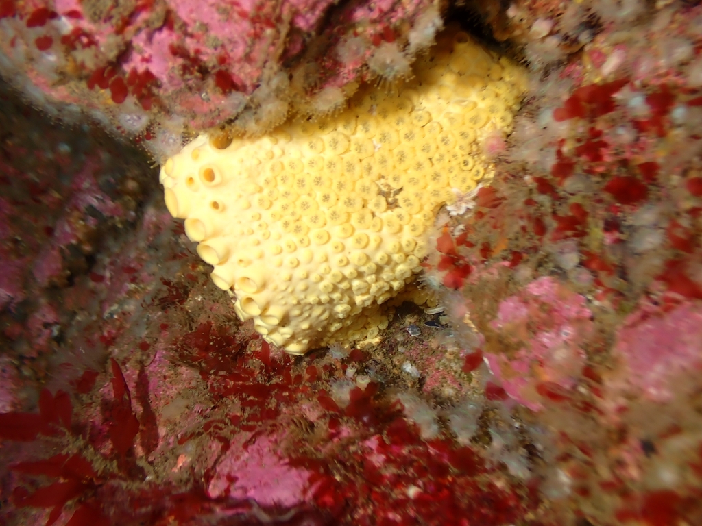 Sulphur Boring Sponge from Donegal, IE on March 30, 2024 at 04:26 PM by ...
