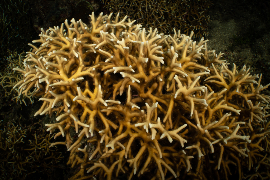 Millepora tenera from Minahasa Utara, Sulawesi Utara, Indonesien on ...