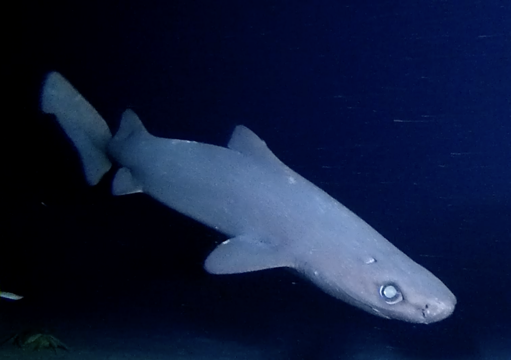 Largespine Velvet Dogfish on April 4, 2024 at 08:02 PM by jgrimshaw ...