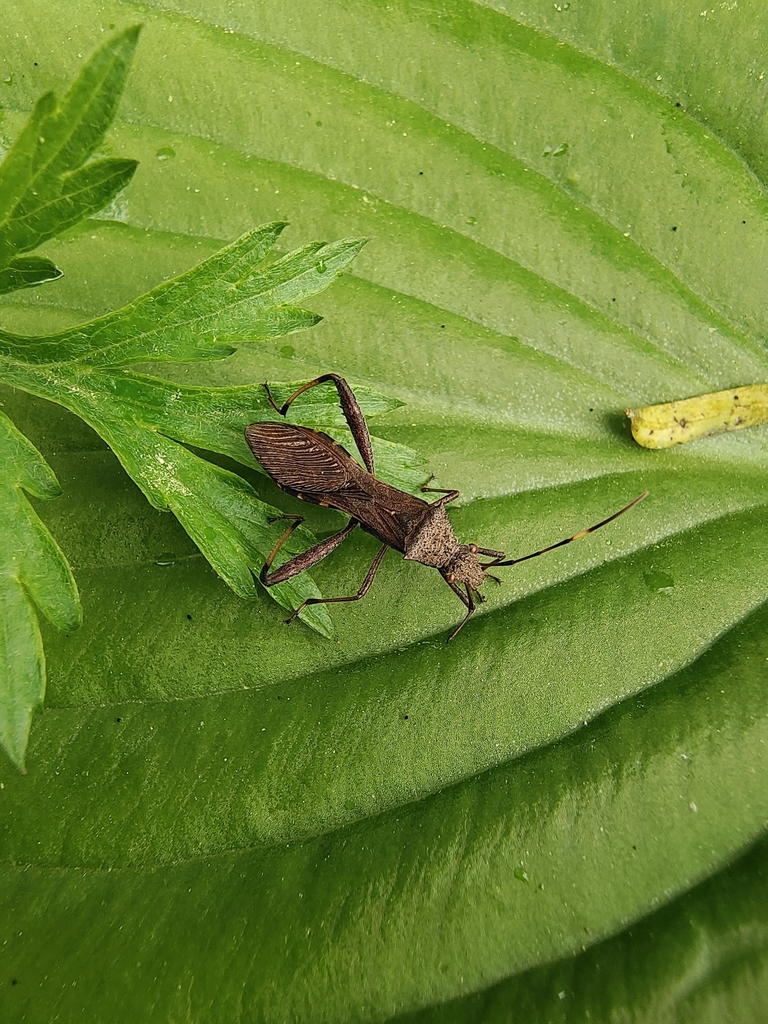 Riptortus pedestris from Yichun, CN-JX, CN on April 11, 2024 at 11:43 ...