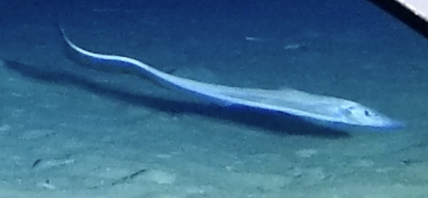 Australian halosaur on April 4, 2024 at 08:09 PM by jgrimshaw. 900m ...