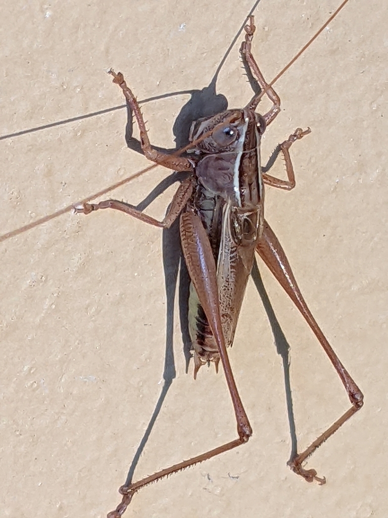 whitish meadow katydid from 4188 Gwydir Highway, Elsmore NSW 2360 ...