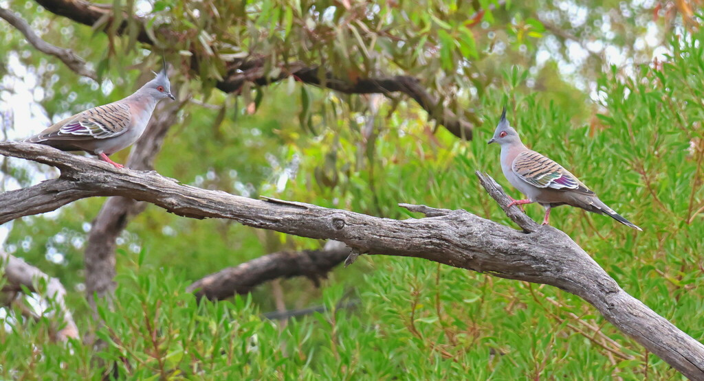 Crested Pigeon from Adelaide SA, Australia on April 11, 2024 at 04:26 ...