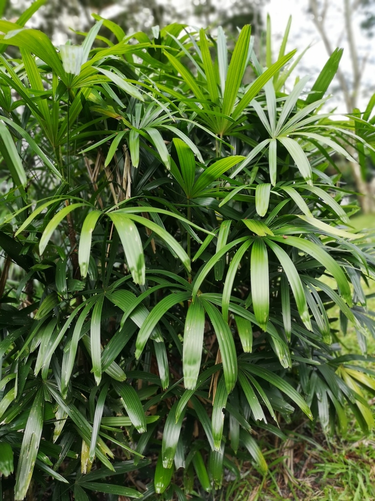 palmera bambú (Guía de Plantas del Jardín Botánico José María Orozco ...