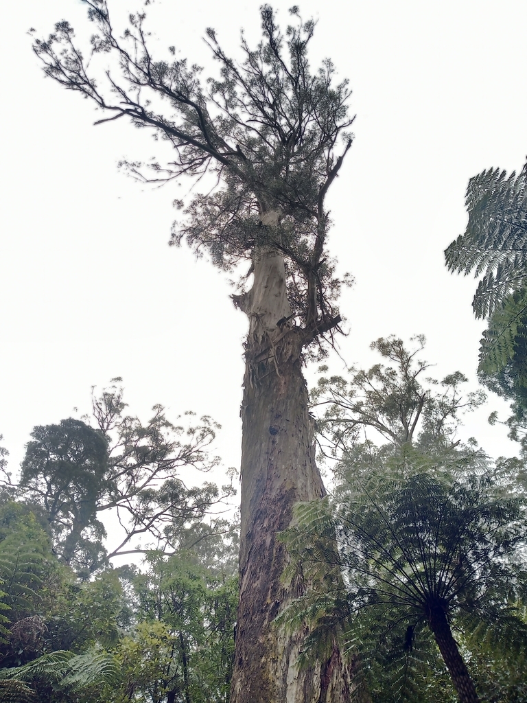 Australian Mountain Ash from Dandenong Ranges, Yarra Ranges ...