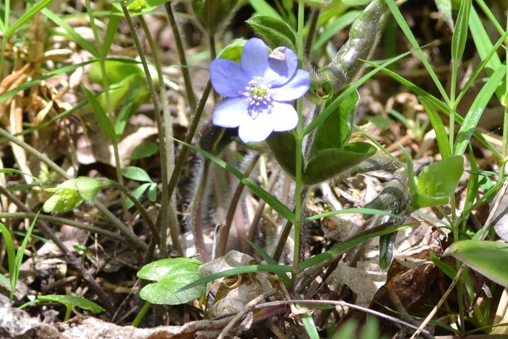 Liverleaf from 294 31 Krnsko, Česko on April 7, 2024 at 11:06 AM by ...