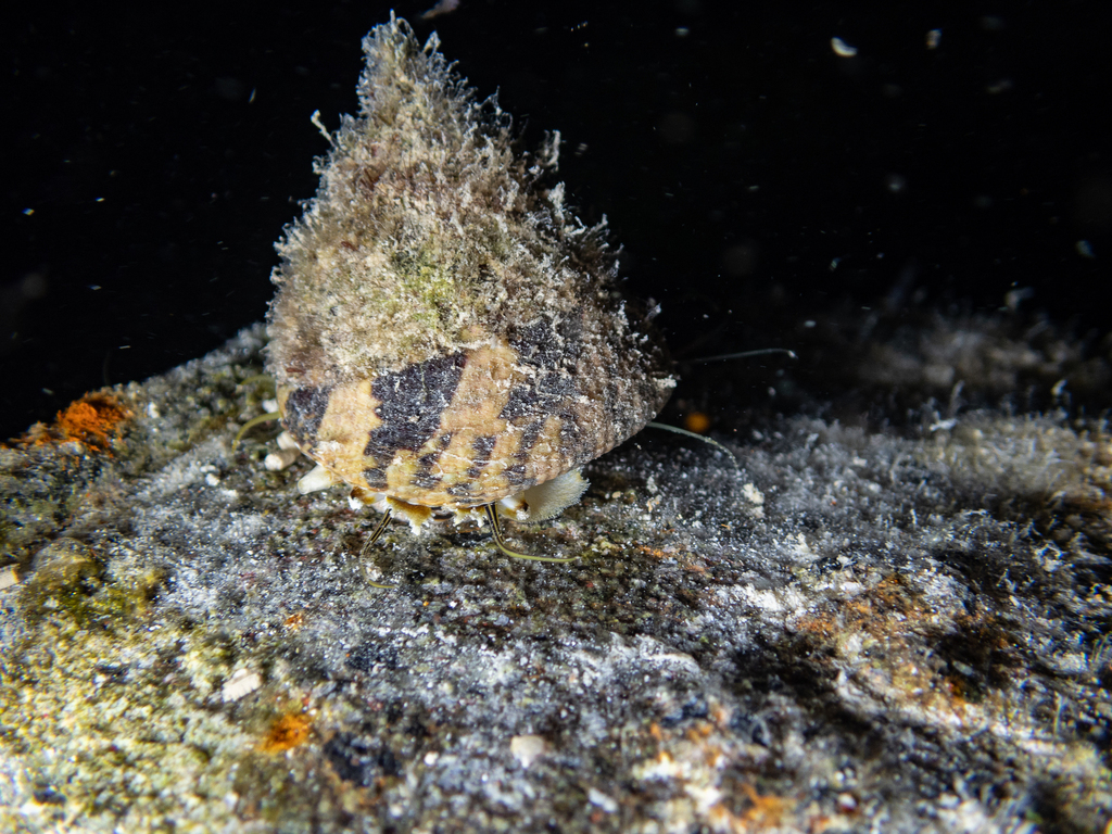 Commercial Top Shell on April 9, 2024 at 07:59 PM by WILDDADA · iNaturalist