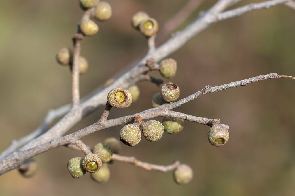 White Stringybark from Glenmaggie VIC 3858, Australia on September 11 ...