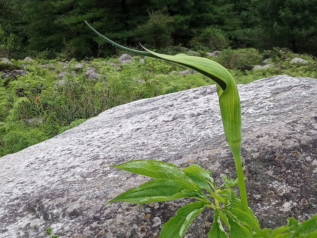 whipcord cobra lily from Kunjo, Nepal on June 23, 2022 at 11:14 AM by ...