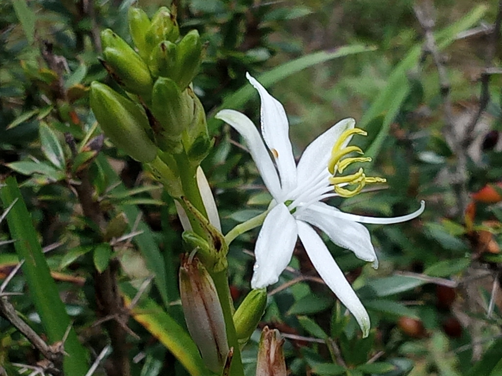 Grass Lilies from Kunjo, Nepal on June 23, 2022 at 11:20 AM by Dutta ...