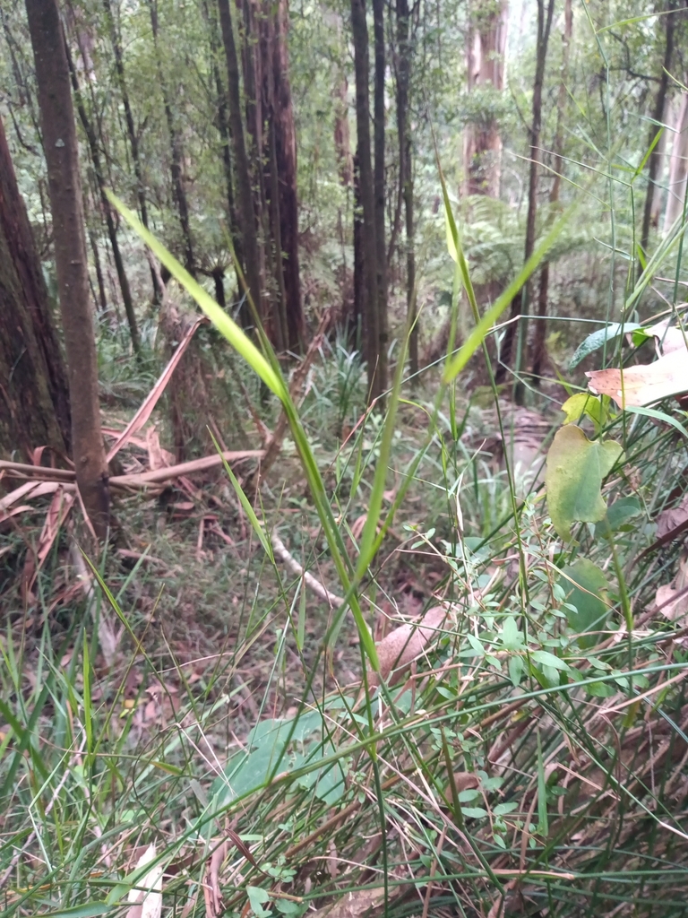 Forest Wire-grass from Dandenong Ranges, Yarra Ranges - Dandenongs, AU ...