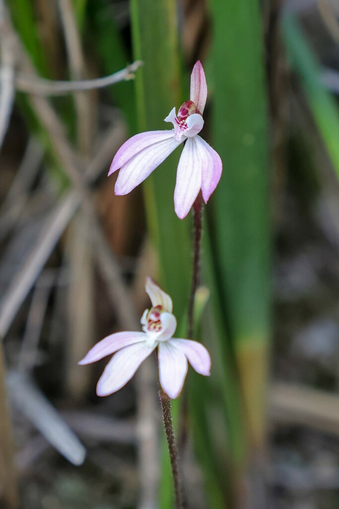 Dusky Fingers from Glenmaggie VIC 3858, Australia on September 11, 2023 ...