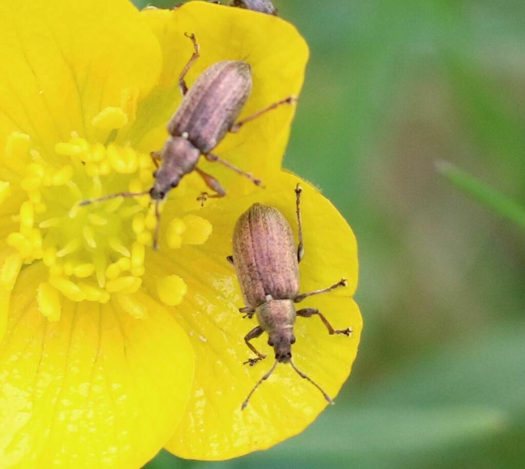 Common Leaf Weevil from 25000 Besançon, France on March 31, 2024 by ...
