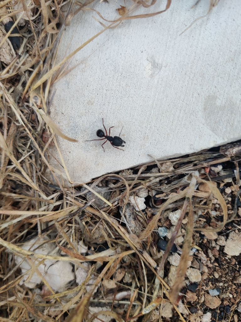 Ants from Q9XW+C2F, Chloraka 8220, Cyprus on April 11, 2024 at 08:06 AM ...