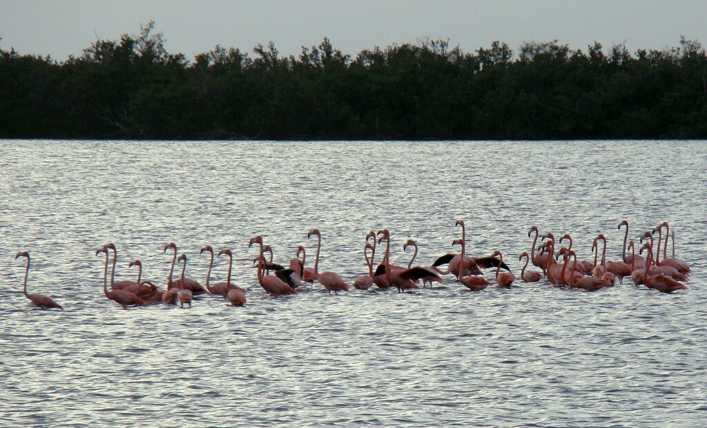 American Flamingo from Cienaga de Zapata, Cuba on November 3, 2010 at ...