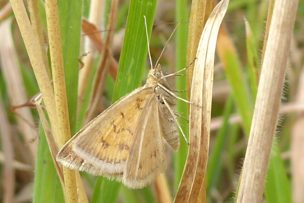 Asaphodes abrogata from Waikouaiti, New Zealand on April 3, 2024 at 12: ...