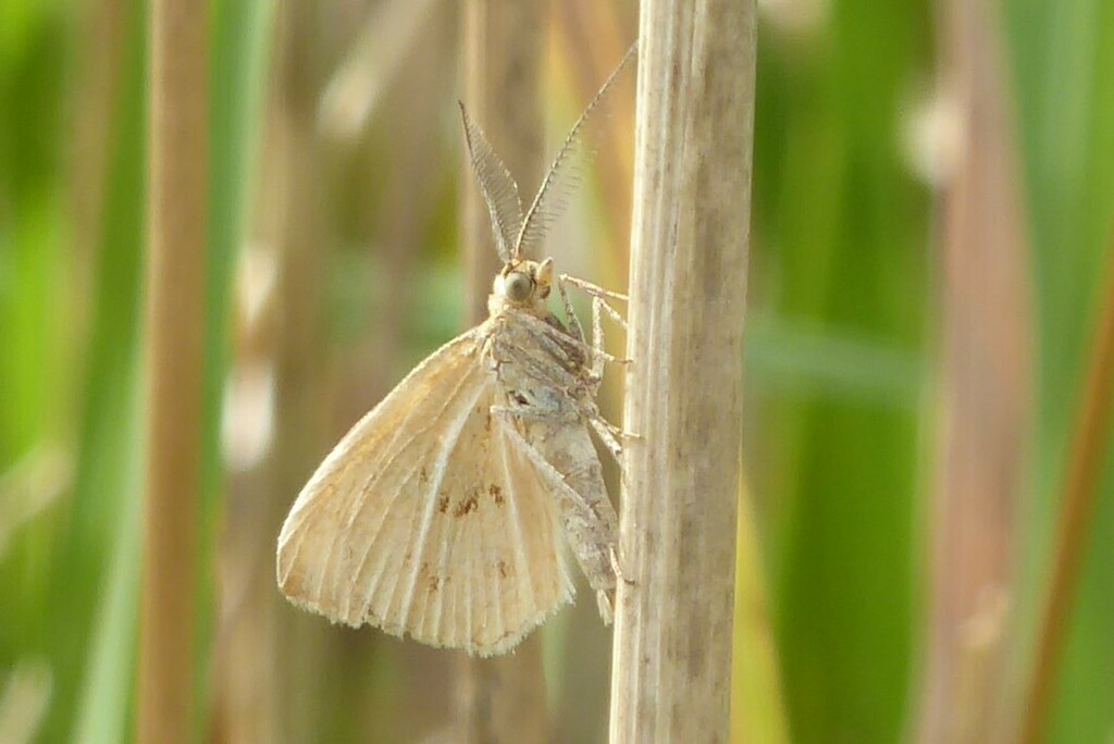 Asaphodes abrogata from Waikouaiti, New Zealand on April 3, 2024 at 12: ...