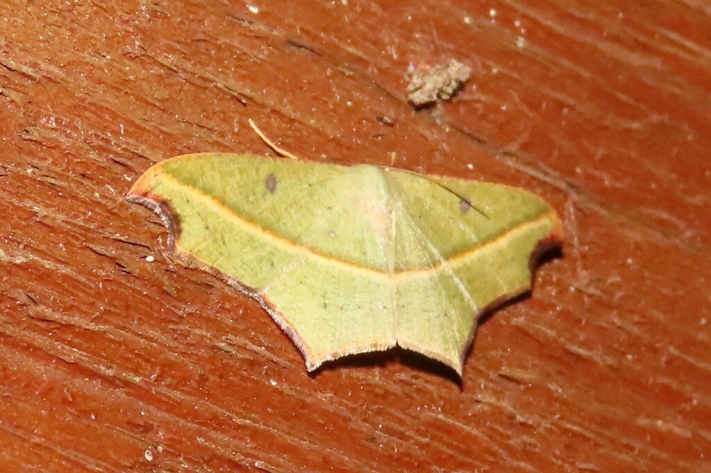 Cross-line Wave Moth from Coomba Park NSW 2428, Australia on April 11 ...
