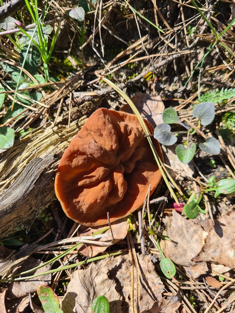 Discina from 65273, Lietuva on April 11, 2024 at 12:53 PM by Klaudija ...