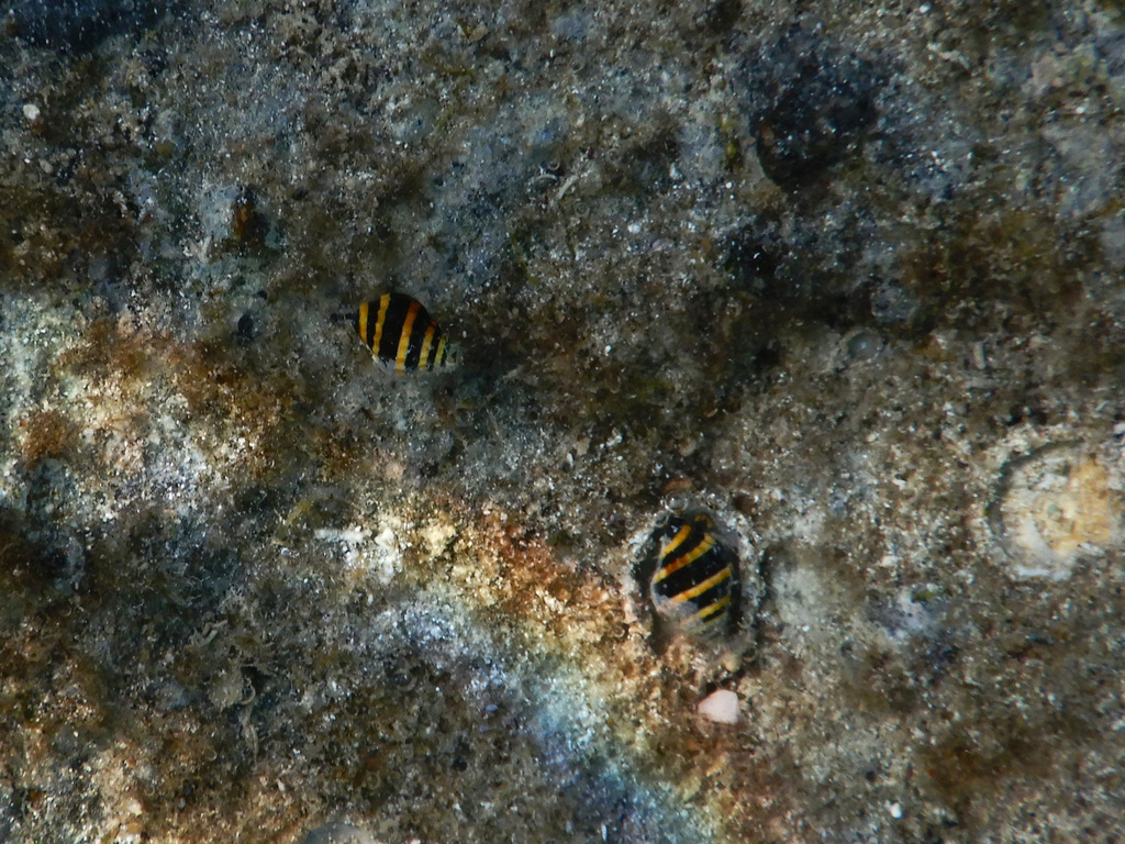 Bumblebee Snail from Ba, FJ-W, FJ on August 26, 2023 at 04:09 PM by ...