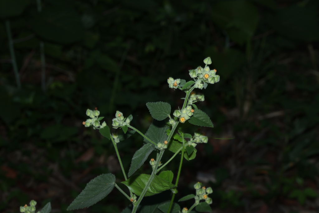 flannel weed from Gold Coast QLD, Australia on April 11, 2024 at 09:16 ...