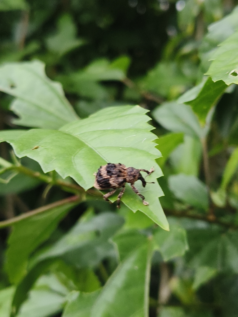 Desmidophorus crassus from Taitung, TW-TA, TW on April 11, 2024 at 06: ...