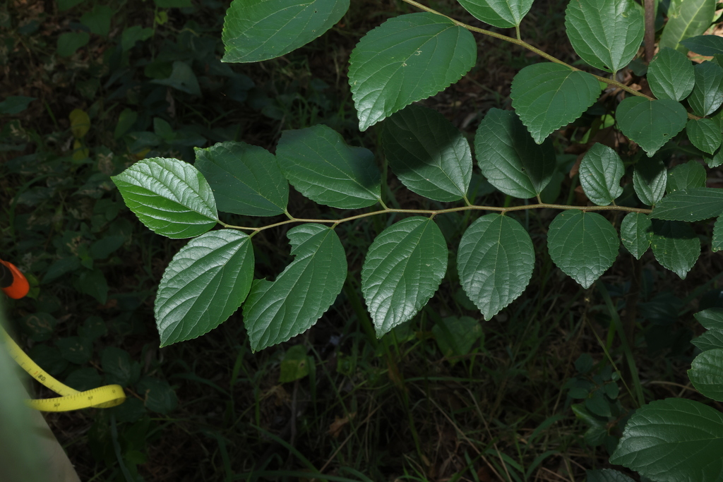Chinese Hackberry from Gold Coast QLD, Australia on April 11, 2024 at ...