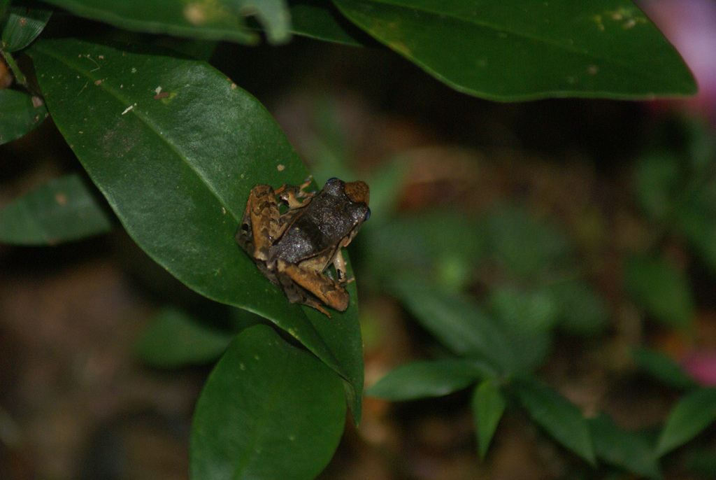 Hensel's Big-headed Frog from São Francisco de Paula - RS, Brasil on ...