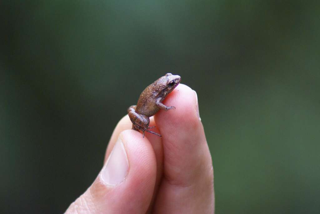 Paraná Tropical Bullfrog from São Francisco de Paula - RS, Brasil on ...