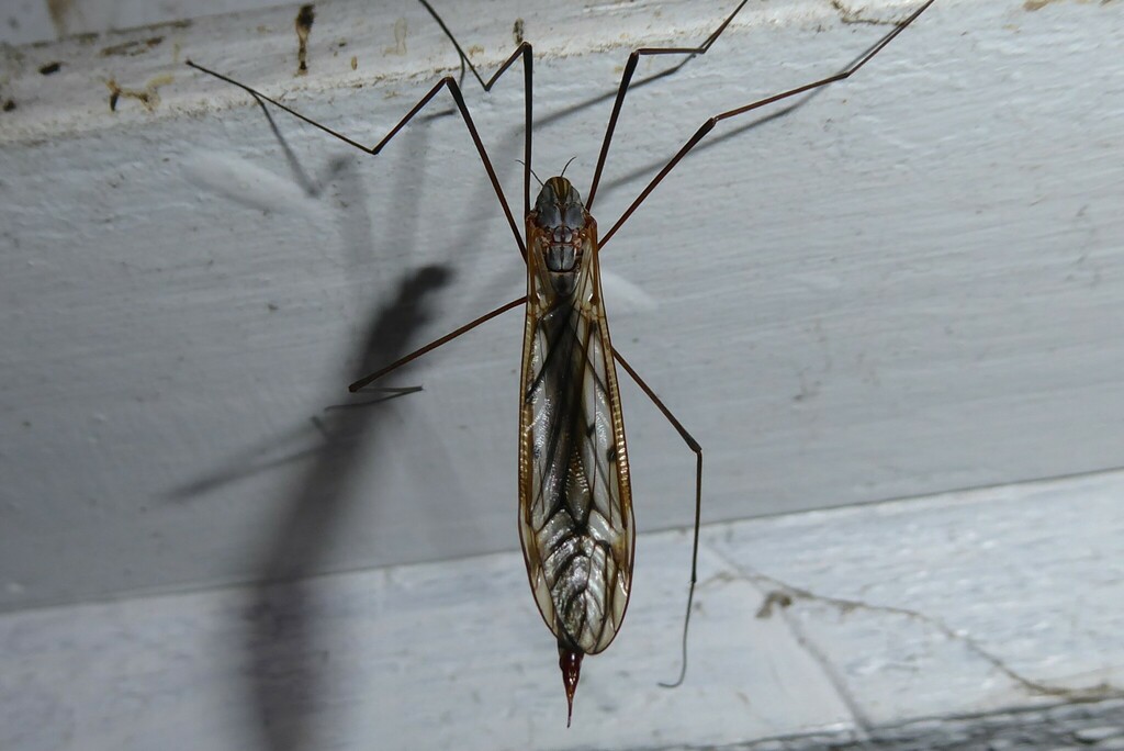 Swamp Crane Fly from Waikouaiti, New Zealand on April 3, 2024 at 10:46 ...