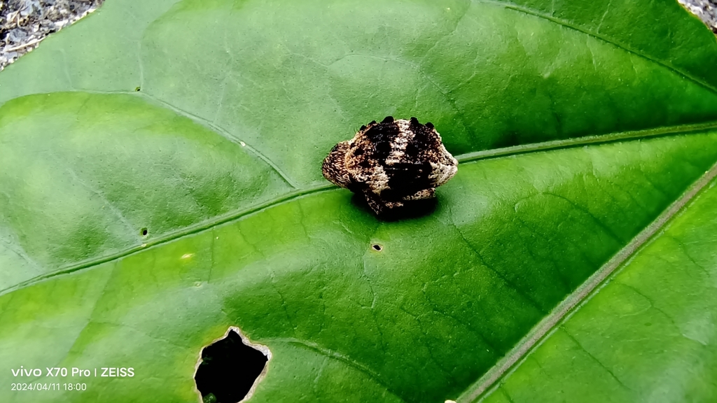 Desmidophorus crassus from 952台灣台東縣蘭嶼鄉197 號 on April 11, 2024 at 06:01 ...