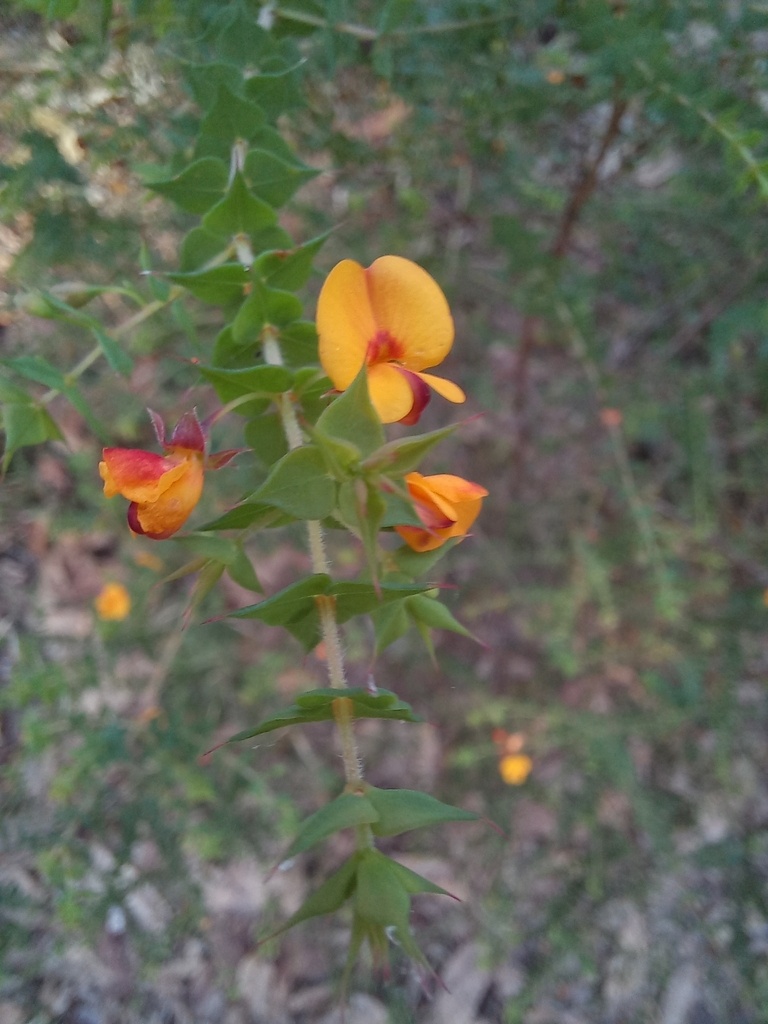 spiny bush-pea from Bunya QLD 4055, Australia on April 11, 2024 at 03: ...
