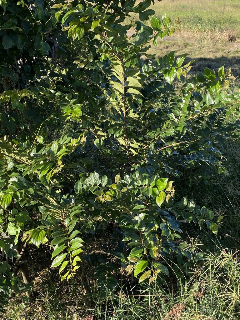 Chinese Hackberry from Boondall Wetlands Reserve, Nudgee Beach, QLD, AU ...