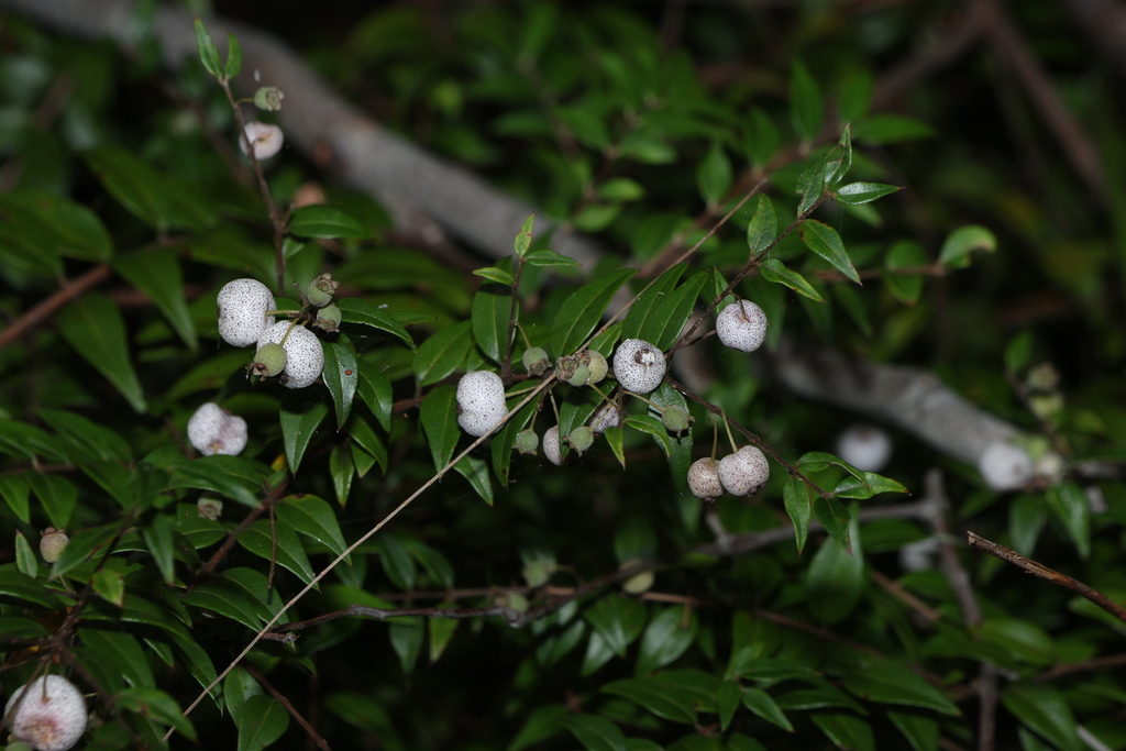 Midgen Berry from Gold Coast QLD, Australia on April 11, 2024 at 03:31 ...